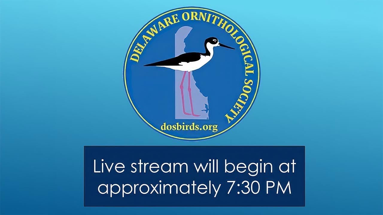Live stream of "Update on the Delaware Shorebird Project" - YouTube