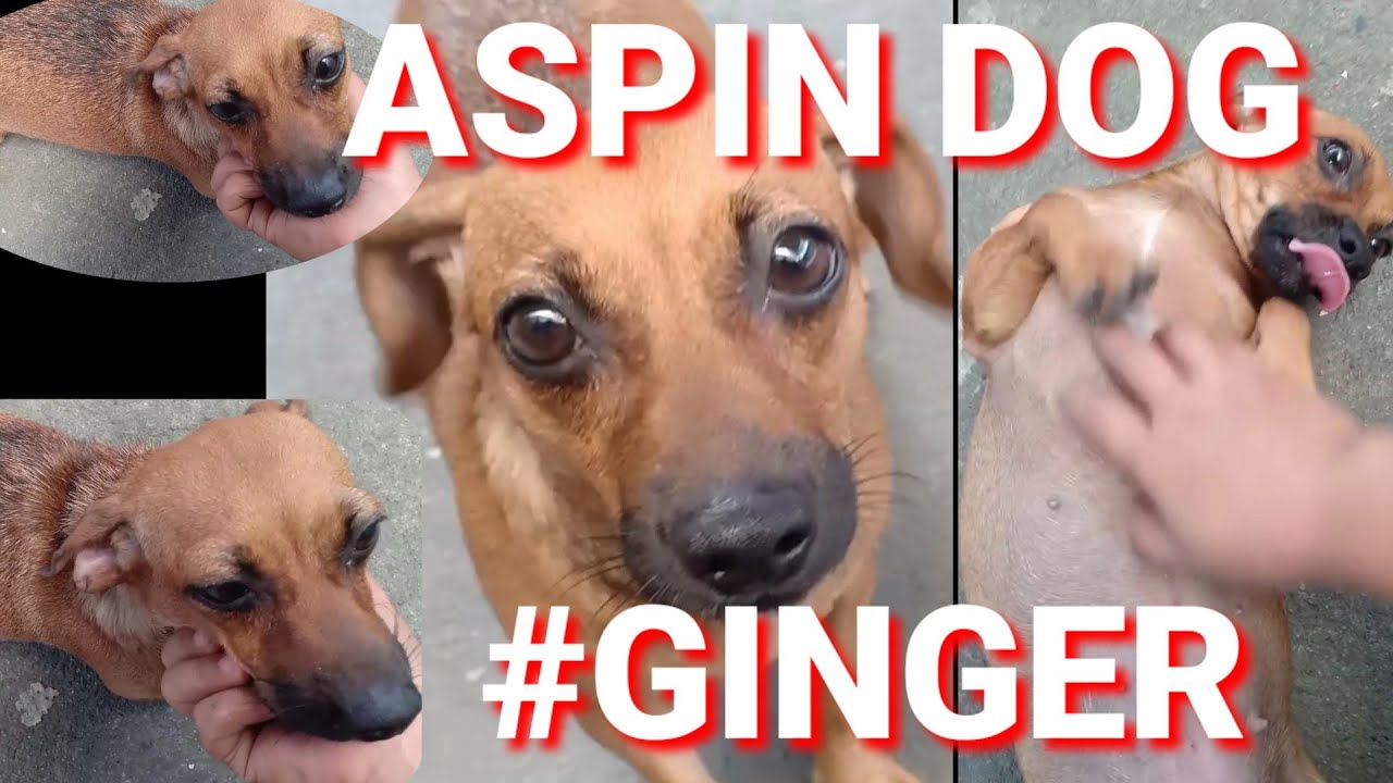 ASONG ASKAL ASPIN GINGER OUR NEIGHBOR'S DOG - YouTube