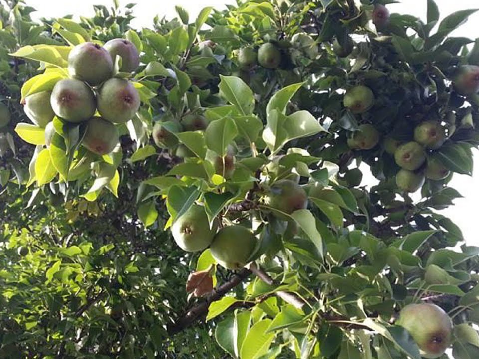 Sustainable Food, Plant a Tree - The Wisconsin Vegetable Gardener ...
