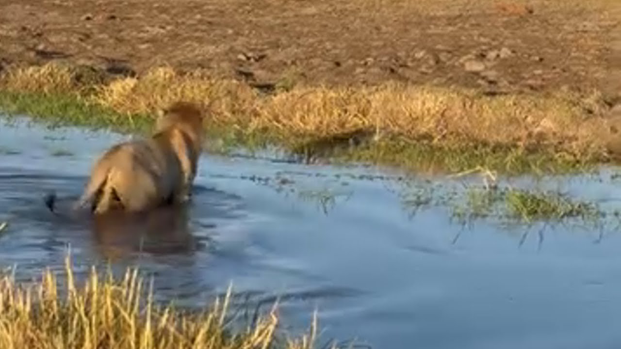 Swamp Lion of Okavango Delta | 16 May 2024 - YouTube
