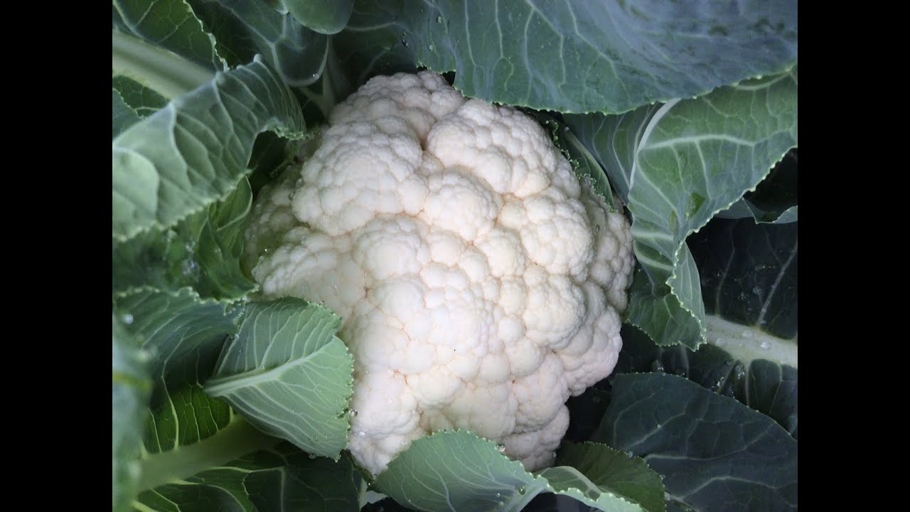 Introducing Curdivex - a new Cauliflower from Seminis - YouTube