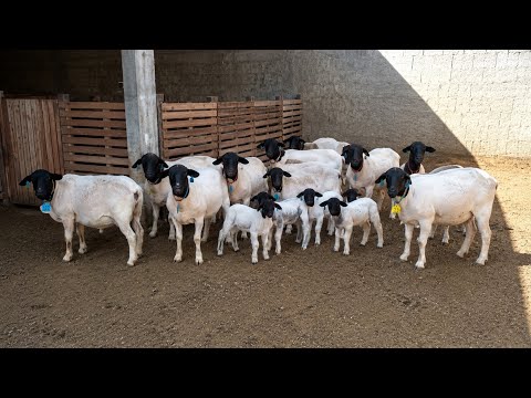 VEJA ESSA LINDA CRIAÇÃO DE OVELHAS DORPER EM CAMPINA GRANDE-PB REBANHO MV 