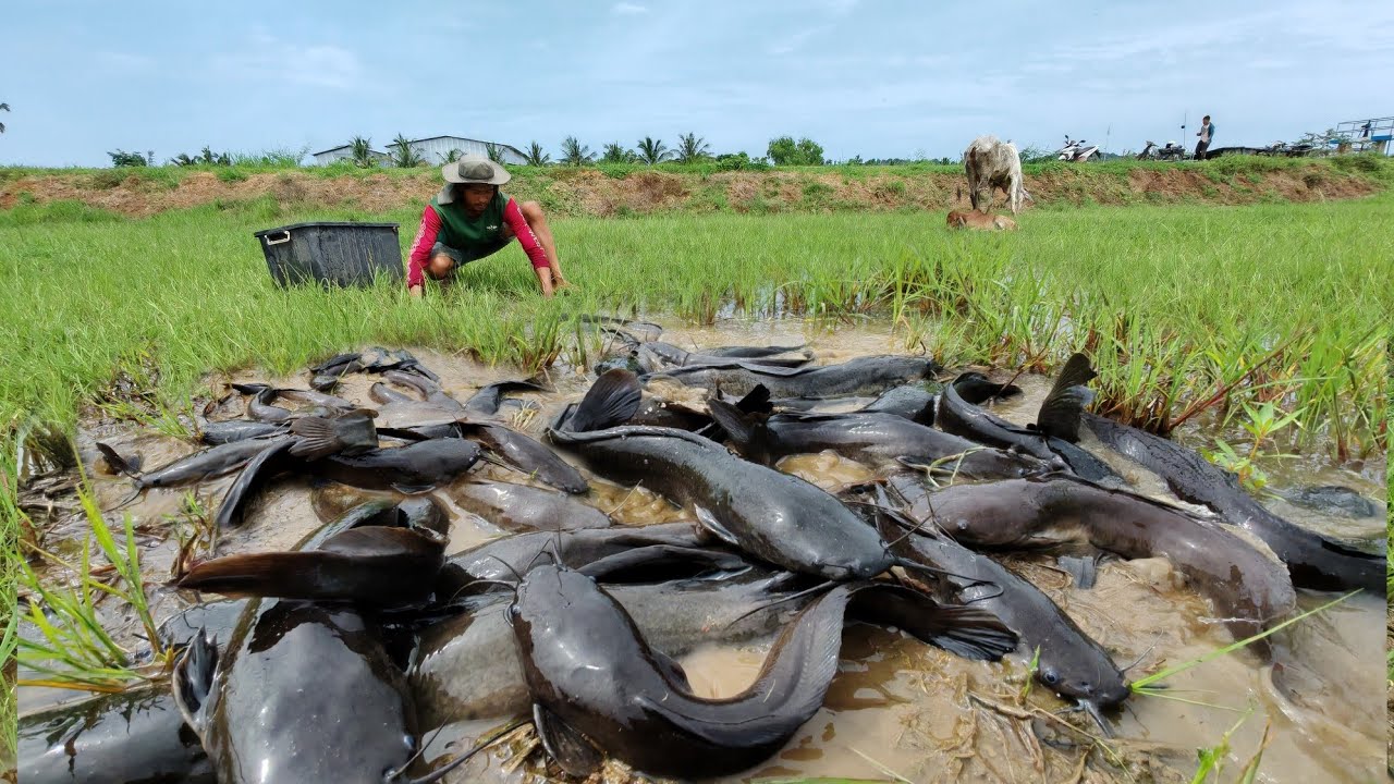 WOW amazing fishing!a fisherman skills catch fish a lots in the grass ...