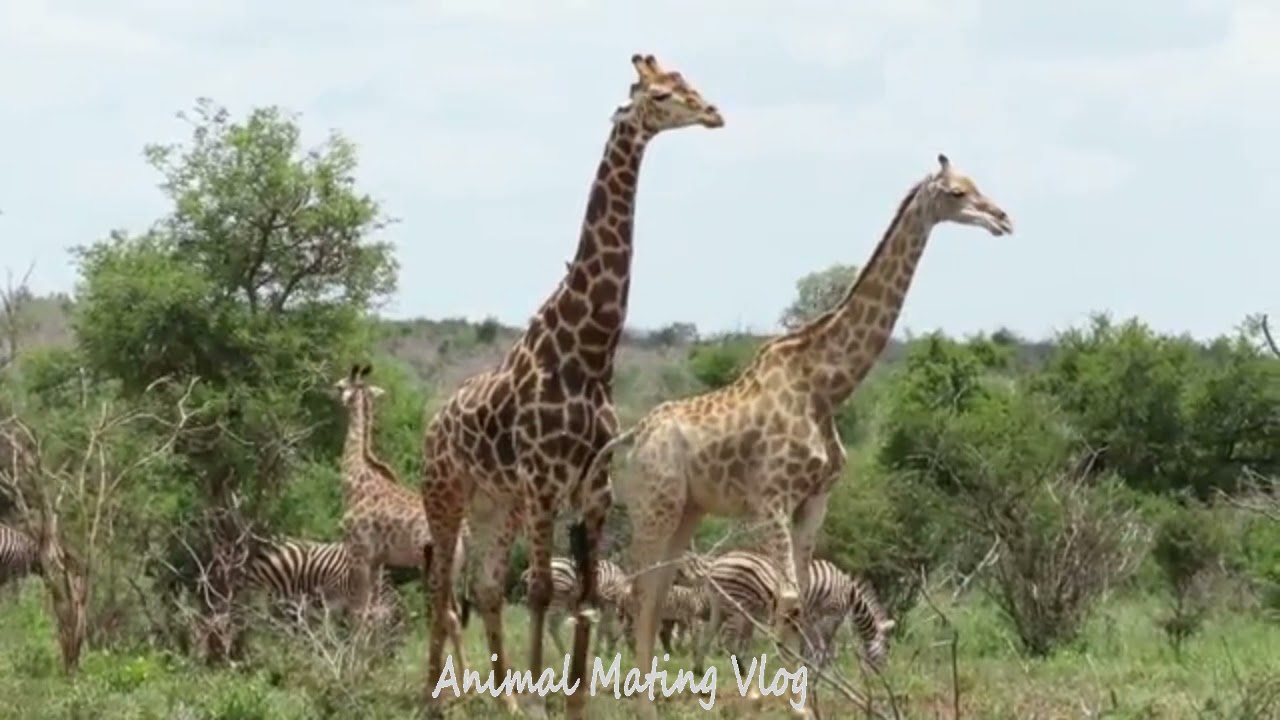 GIRAFFE MAKING LOVE MITING - YouTube