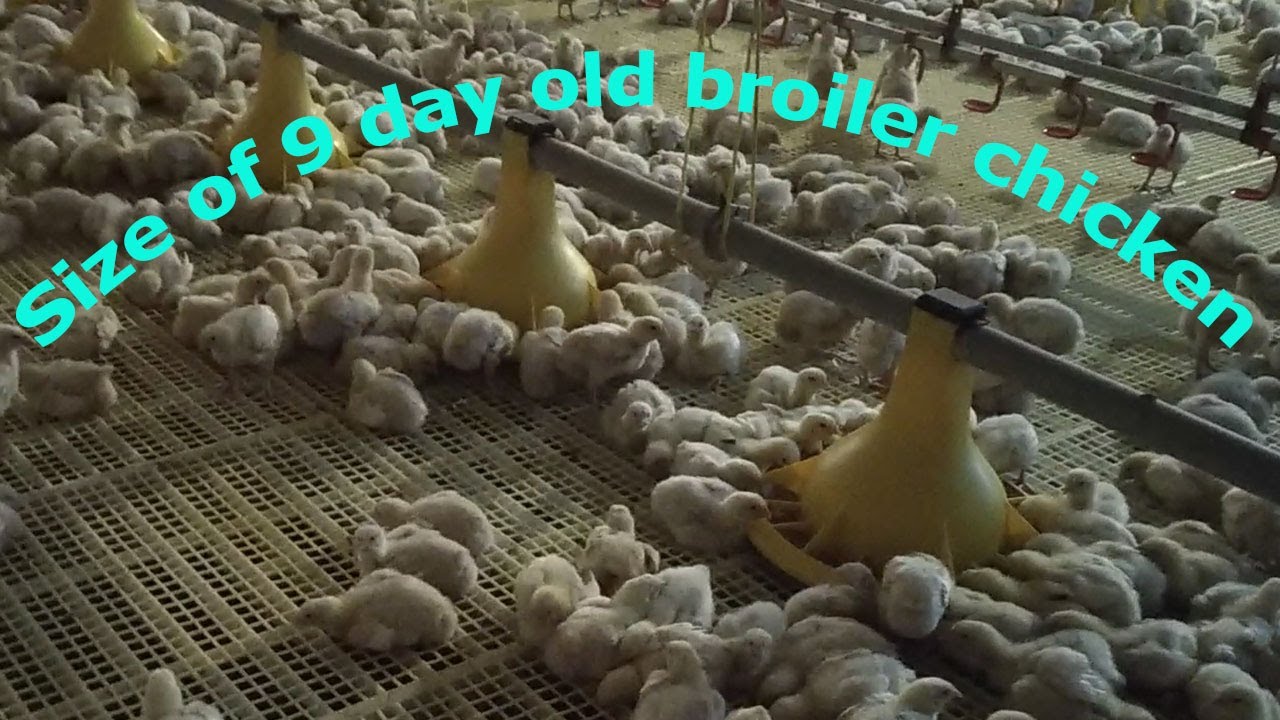 Size of 9 day old broiler chicken ৯ দিন বয়সের ব্রয়লার মুরগির সাইজ ...