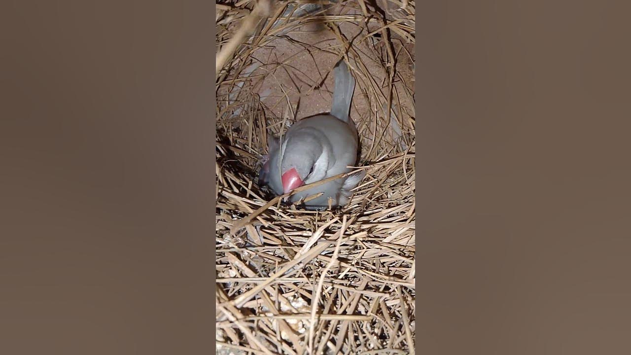 Silver java chicks latest update - YouTube