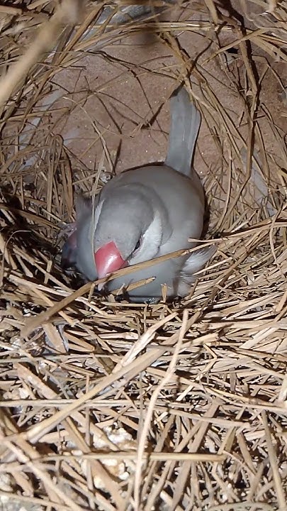 Silver java chicks latest update - YouTube