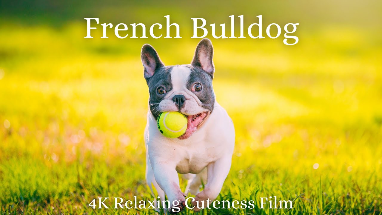 French Bulldog 4K - Relaxation Film With Calming and Relaxing Music ...