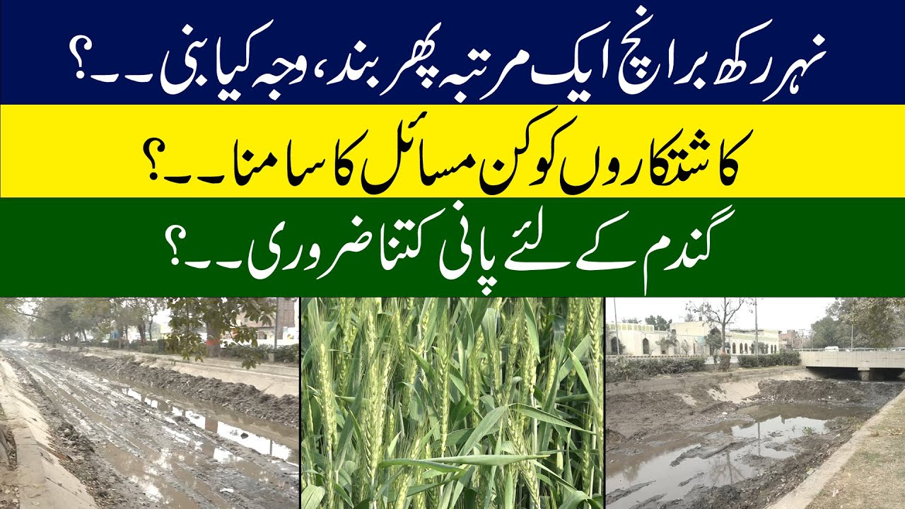 Water crisis due to the canal closed, #wheat affected, Rakh Branch ...