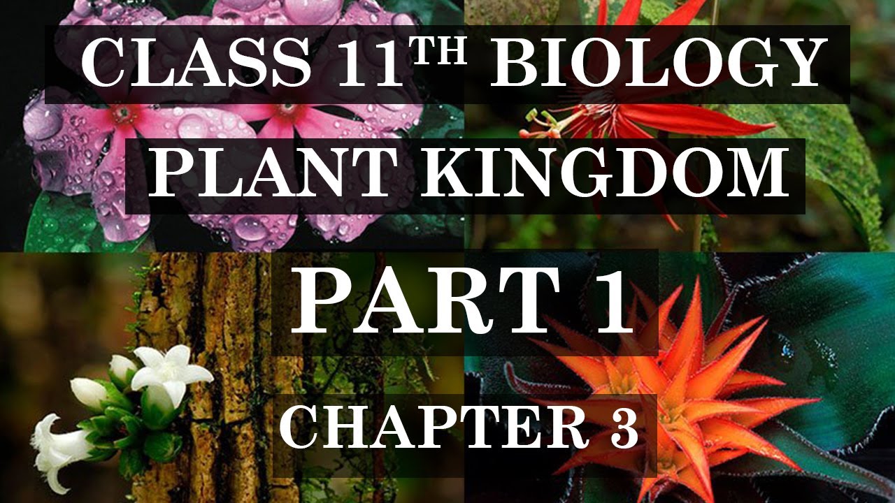 11th Class Biology - Chapter 3 || Plant Kingdom (Part 1) || Cryptogamae ...