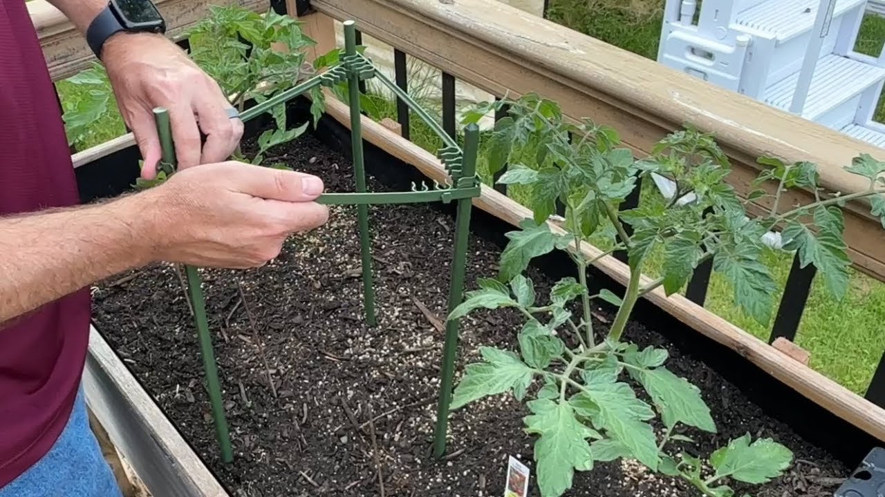 Tomato Cages that Grow with Your Plants - YouTube