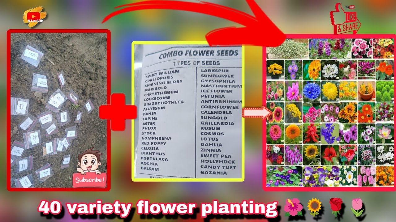 The 40 variety flowers planting Guide For Everyone || 40 किस्म के फूल ...