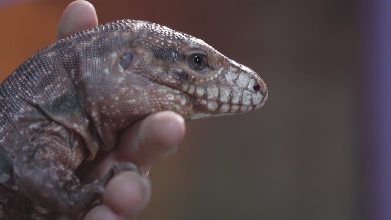 Ozarks FOX AM-Wild Animal Safari-04/20/22 - YouTube