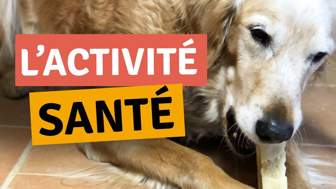 UNE ACTIVITÉ À PROPOSER QUOTIDIENNEMENT À SON CHIEN - YouTube