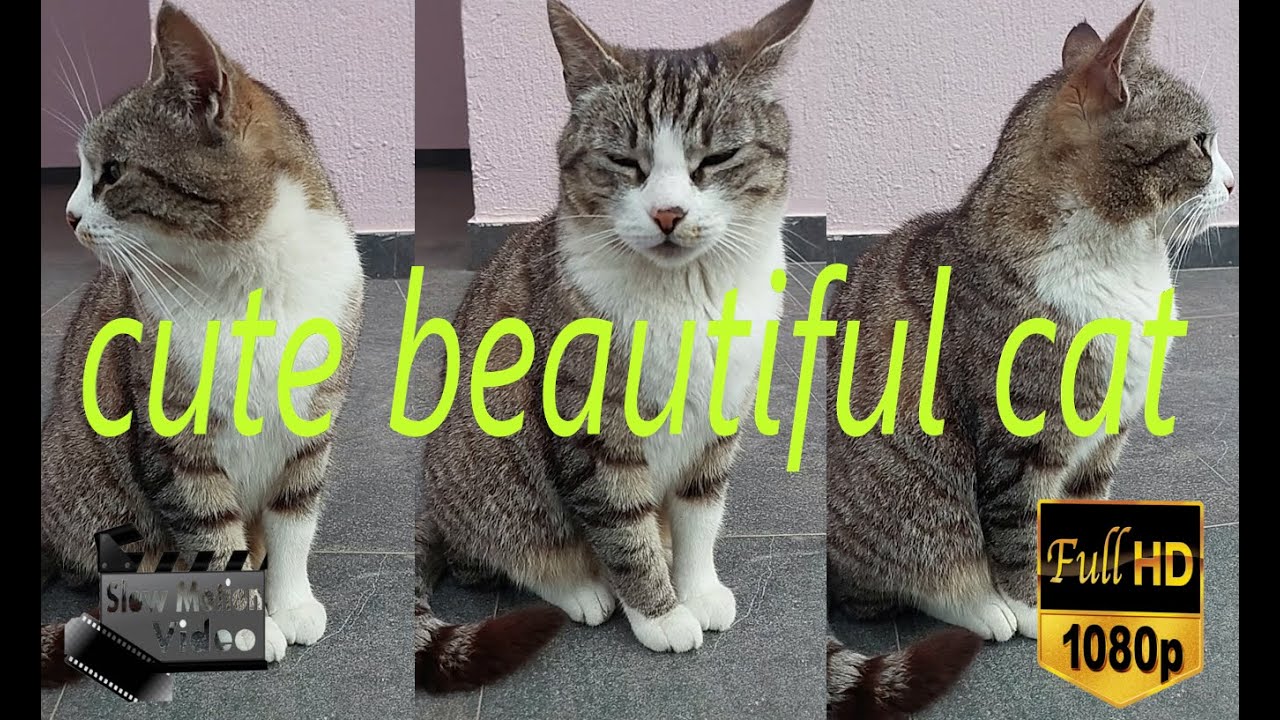 Just a very beautiful cat in slow motion - YouTube