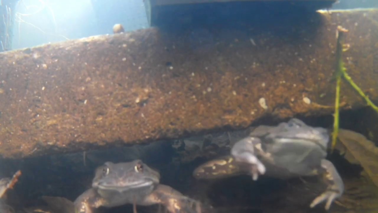 Frogs appearing from the tunnel - YouTube