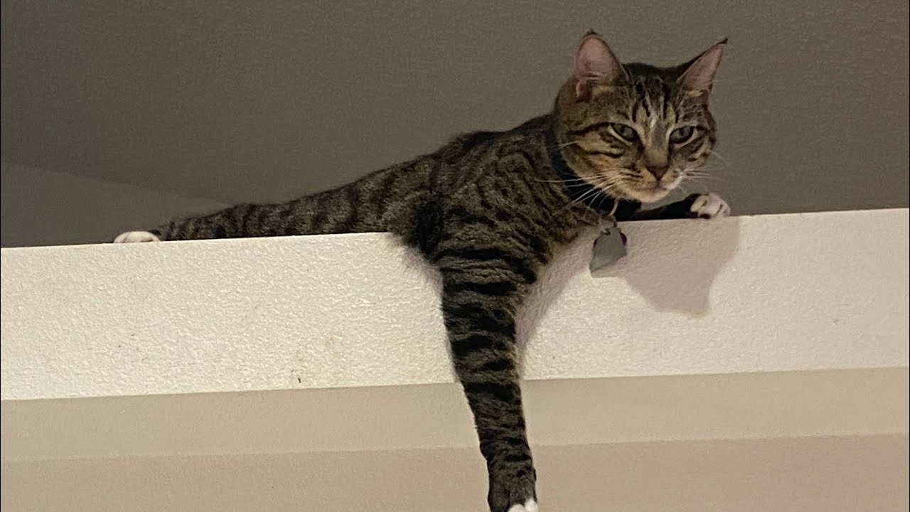 Larry Bean Camera 2025 - YouTube