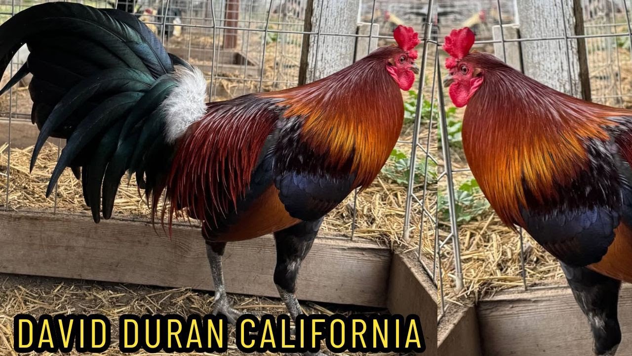 David Duran Farm Outdoor Indoor Pens Feeding Time - Big Farm USA - YouTube