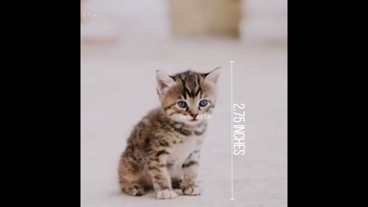 Tinker Toy Cat Guinness