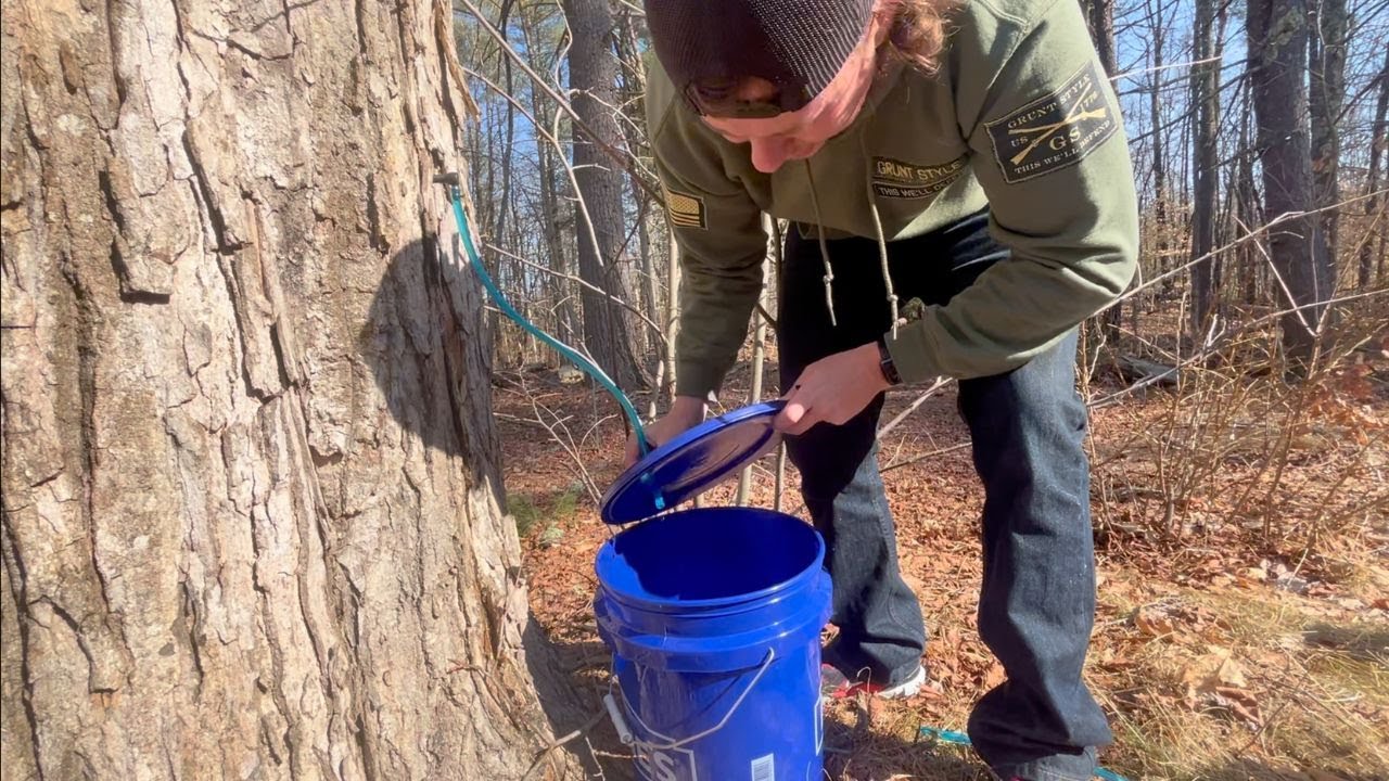 Collecting Sap From Our Maple Trees! - Part 2 - YouTube