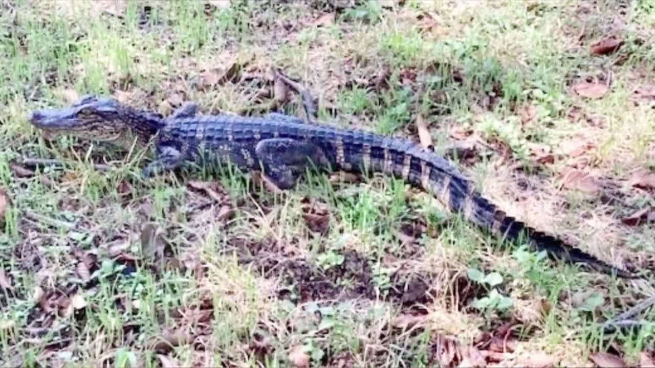 Update on status of alligator found along the Brazos River in Waco ...