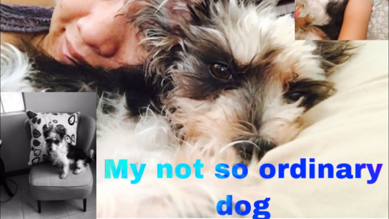 My not so ordinary dog - YouTube