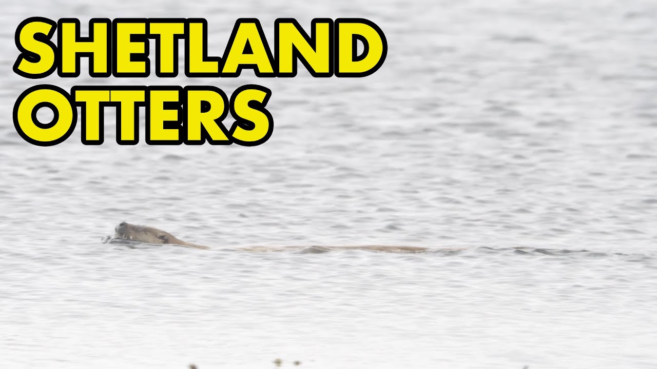 Otter Hunting in Shetland - YouTube
