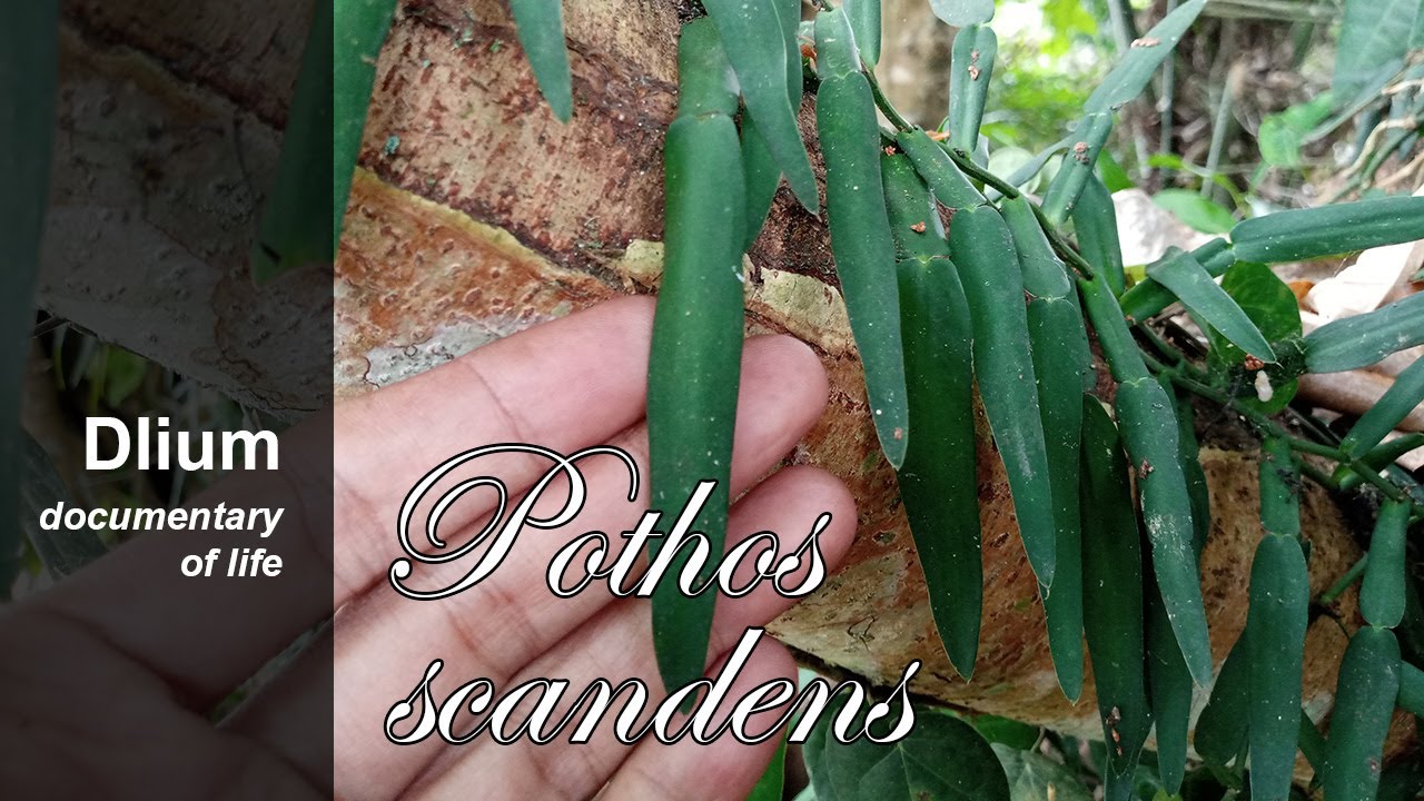 Climbing aroid (Pothos scandens) - YouTube