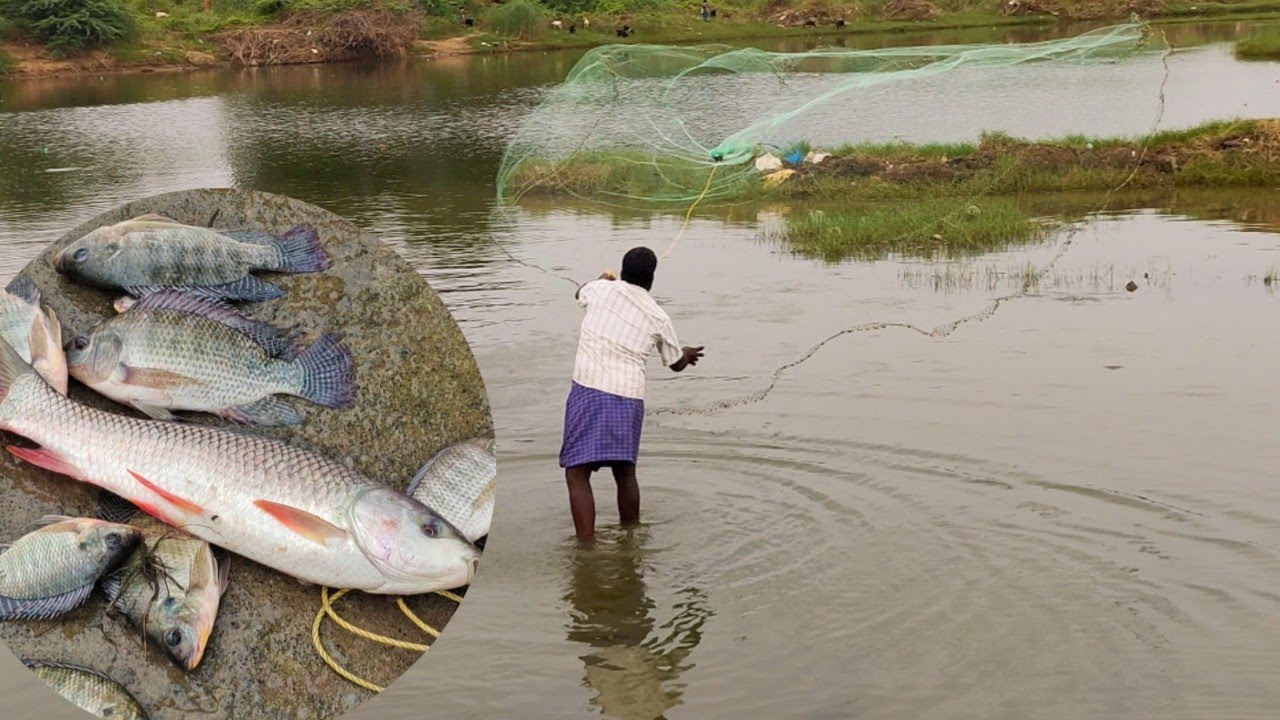 Traditional Castnet Fishing || fresh water river fishing || Tamil ...