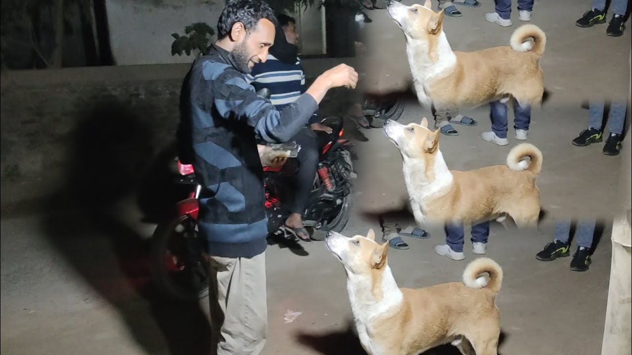 Man Chasing Dog ! You can see now - Funny Moments - YouTube