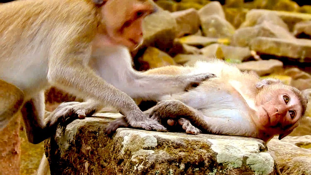 While Jane rests silently in a tree, Jazzy comforts her sister Jonna, sitting together on a ...