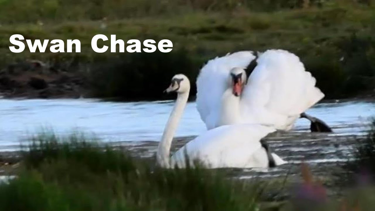 Swan Chase - Large aggressive Mute Swan running on water and swimming ...