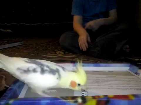 Корелла играет в настольную игру - YouTube