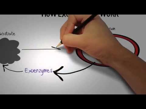 How exoenzymes work - YouTube