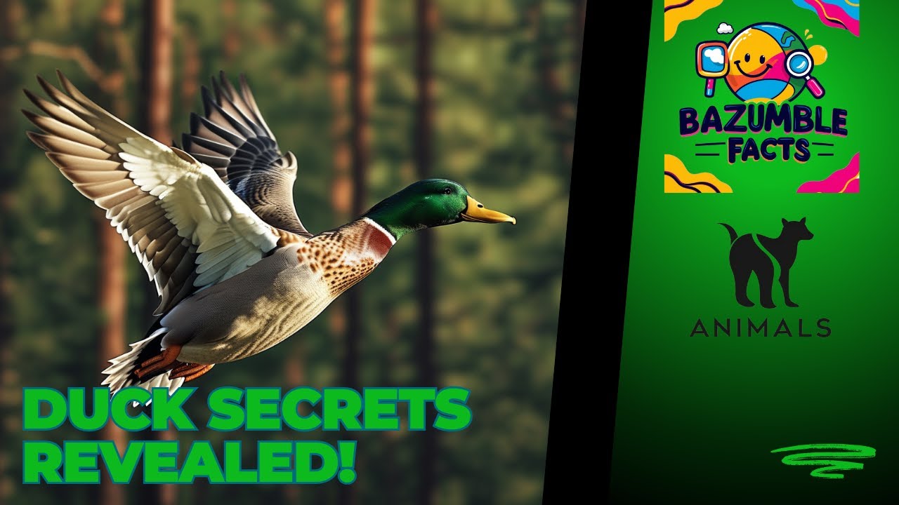 5 Quacky Duck Facts You Didn’t Know! 🦆 - YouTube