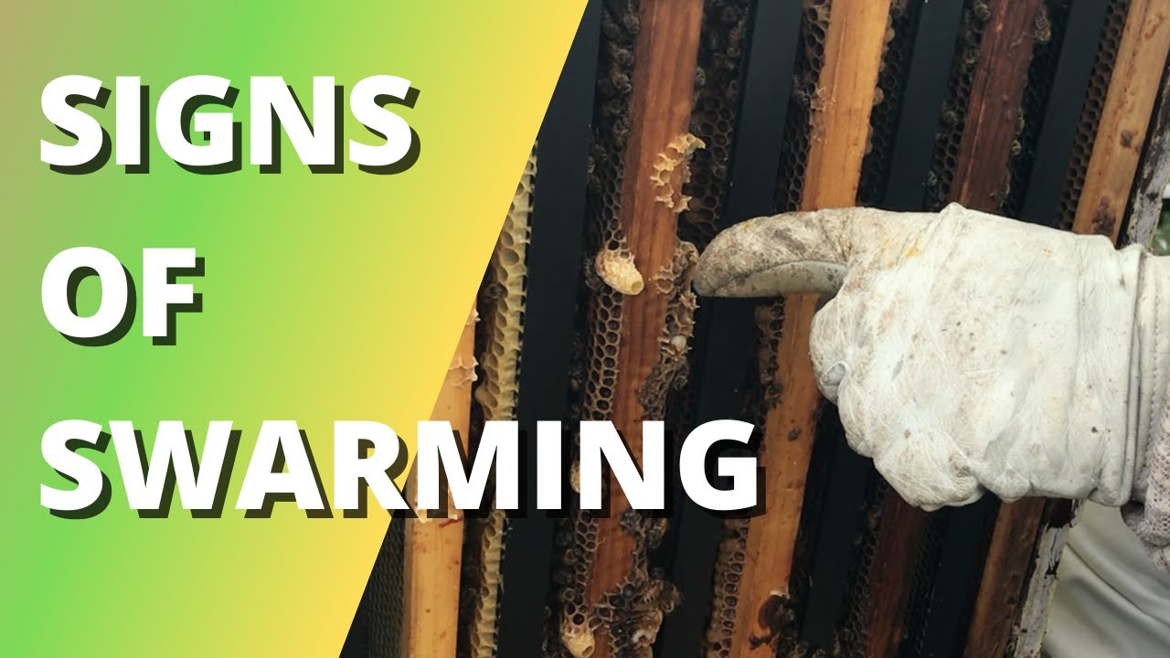 Signs of swarming - YouTube