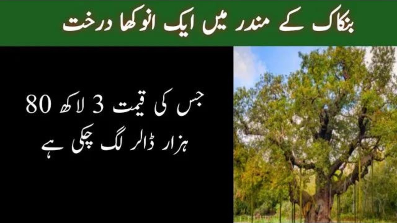 A Wonderful tree in Bangkok | Bangkok kay mandar main anokha darakht ...