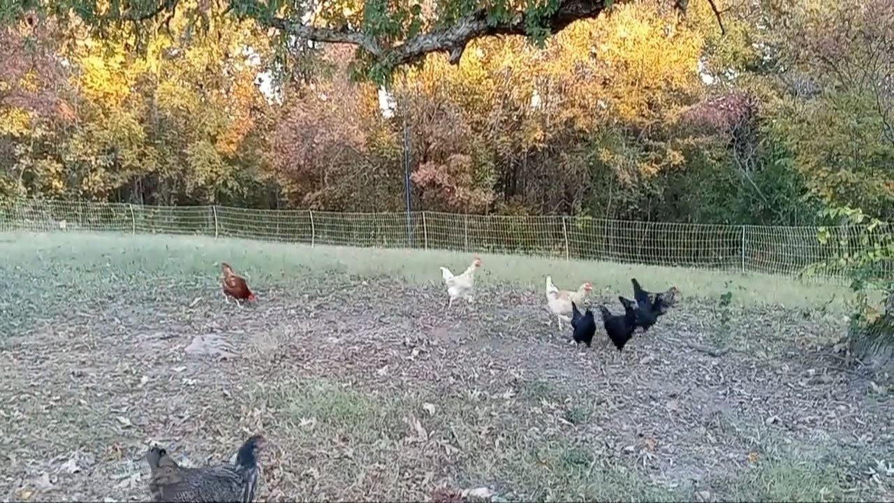 Sitting Outside With The Chickens On A Beautiful Fall Day Relaxing in ...