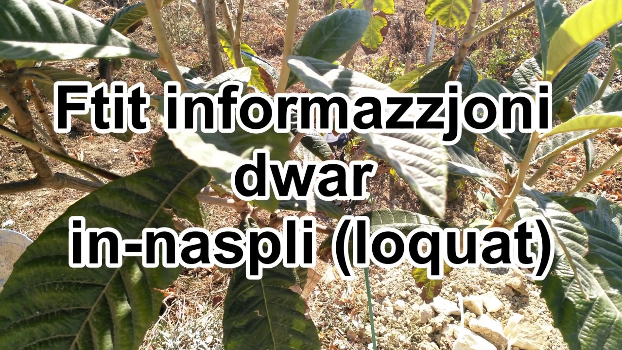 Ftit informazzjoni dwar in-naspli (loquat) - YouTube