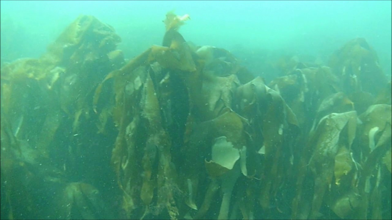 (Raw Video) Spearfishing Pollock Northern Ireland - YouTube