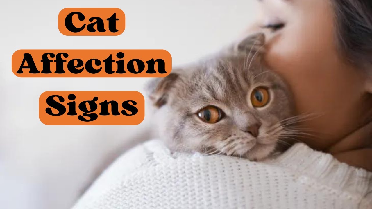 7 Heartwarming Cat Affection Signs You Shouldn't Miss - YouTube