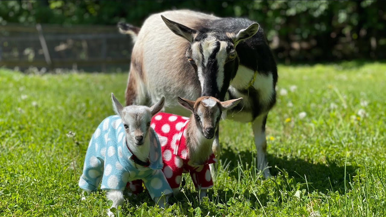 Four Day Old Twin Goats in Pajamas - YouTube