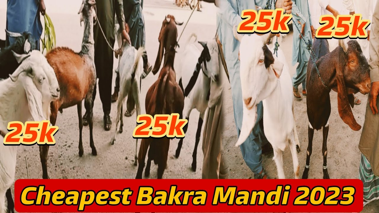 Bakra Mandi Rates Updates 2023 || Sukkur Sindh Bakra Mandi 2023 - YouTube