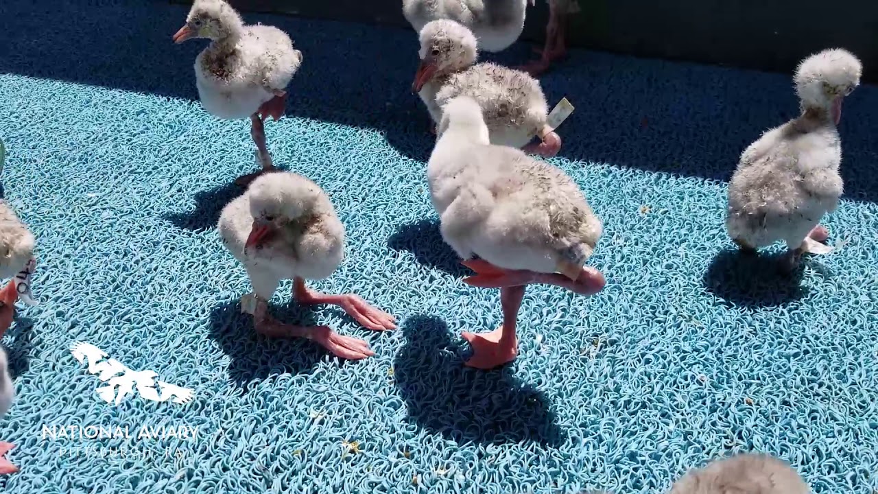 Baby Lesser Flamingos in South Africa Sunning - YouTube
