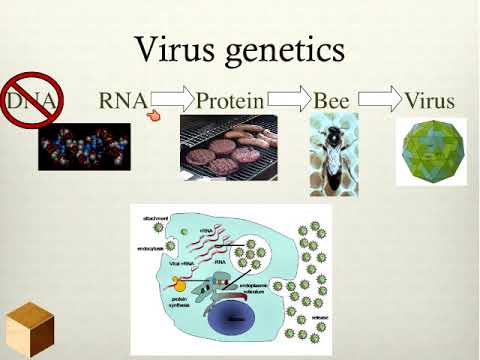 Honey Bee Viruses Webinar - YouTube