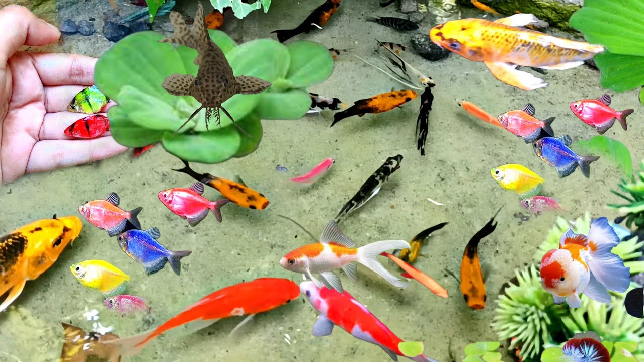 Catching koi fish chef fish catfish betta fish lobster shrimp Animals ...