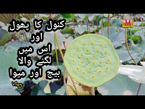 VLOG LOTUS KANWAL FLOWER SEED FRUIT SANGHAR SINDH LAKE MOOMAL TV کنول ...
