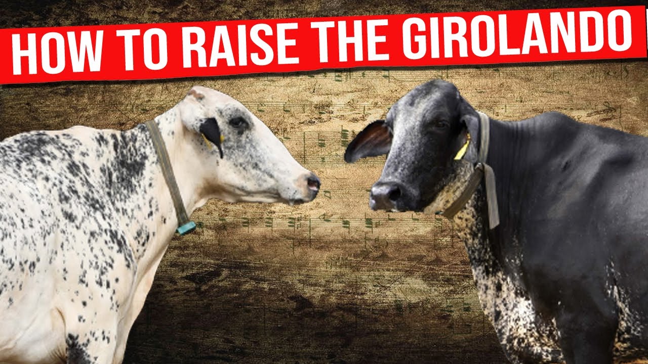 🔴 How To Raise The Girolando Breed Biggest Bulls And Cows #girolando ...