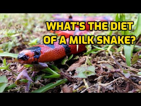 What's The Diet Of A Milk Snake? - YouTube