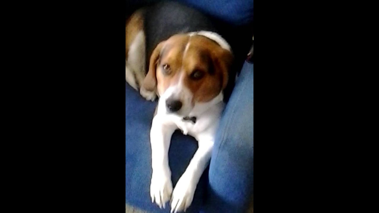 Guilty Dog: Beagle Edition - YouTube